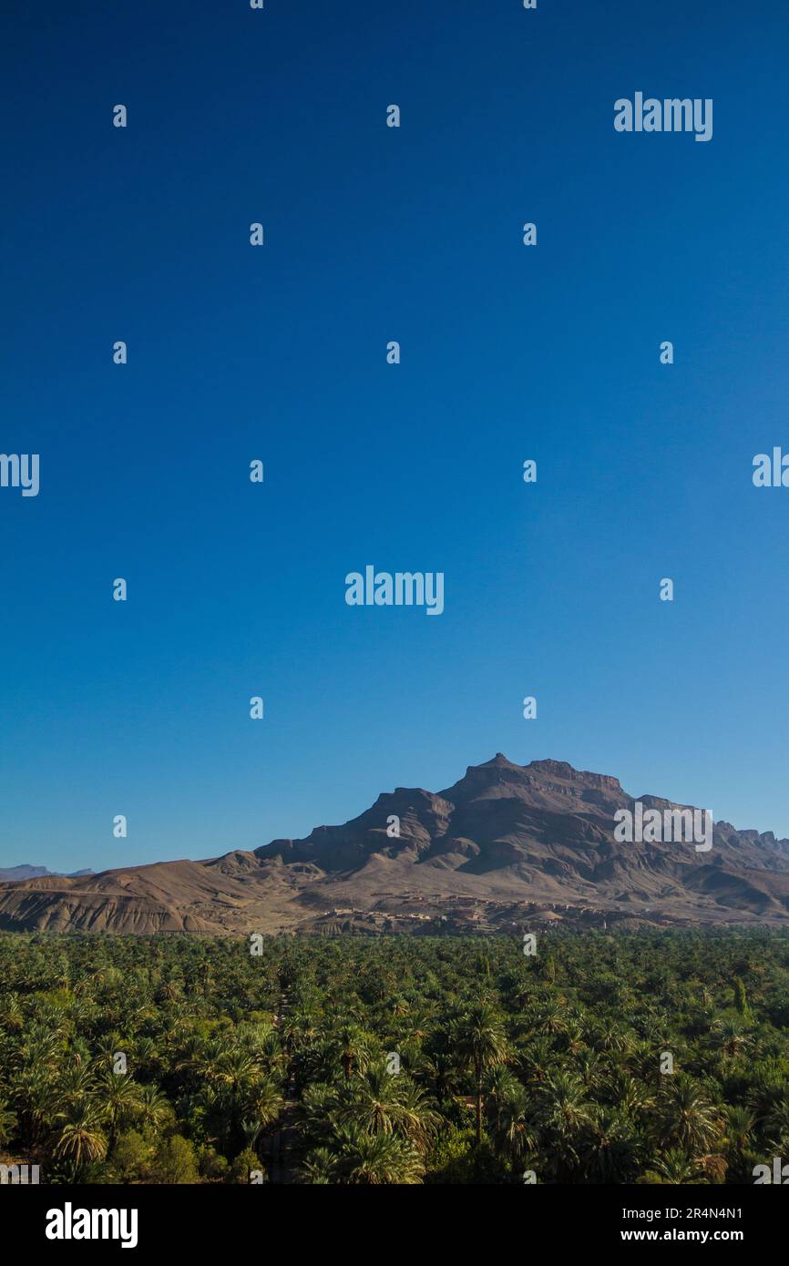Capturing the serene beauty of the Agdz palm grove filled with date ...