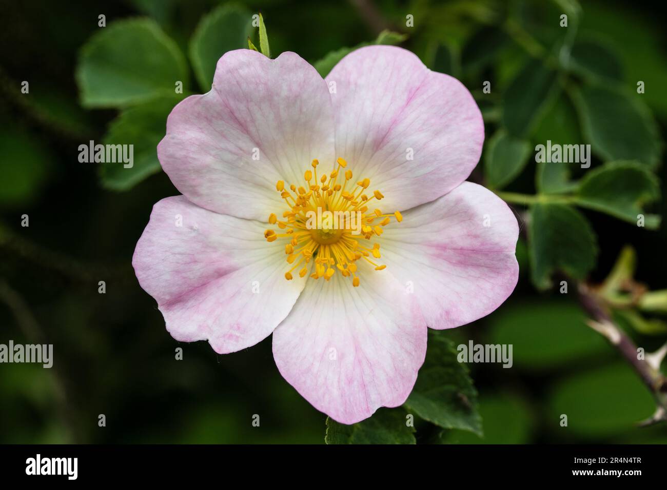Rosehip leaf hi-res stock photography and images - Alamy