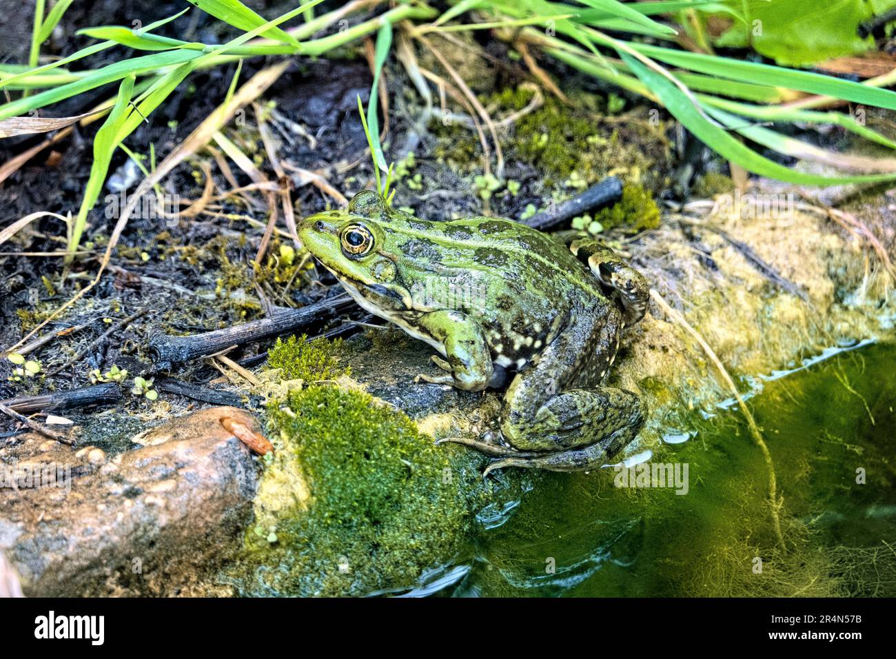 Anatolian water frog in a pond, Gelemis, Turkey Stock Photo - Alamy