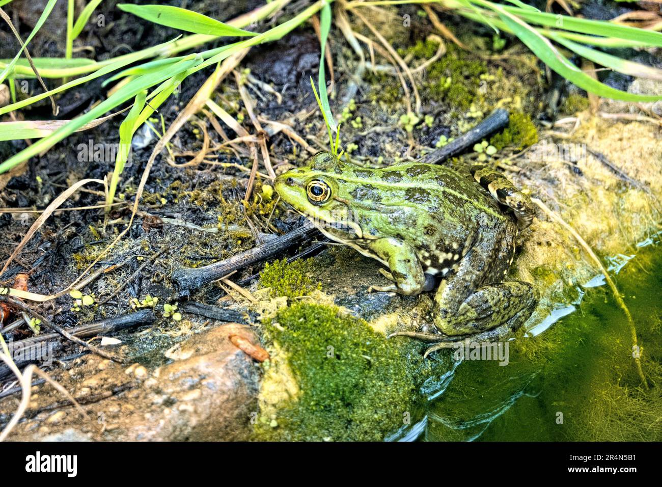 Anatolian water frog hi-res stock photography and images - Alamy