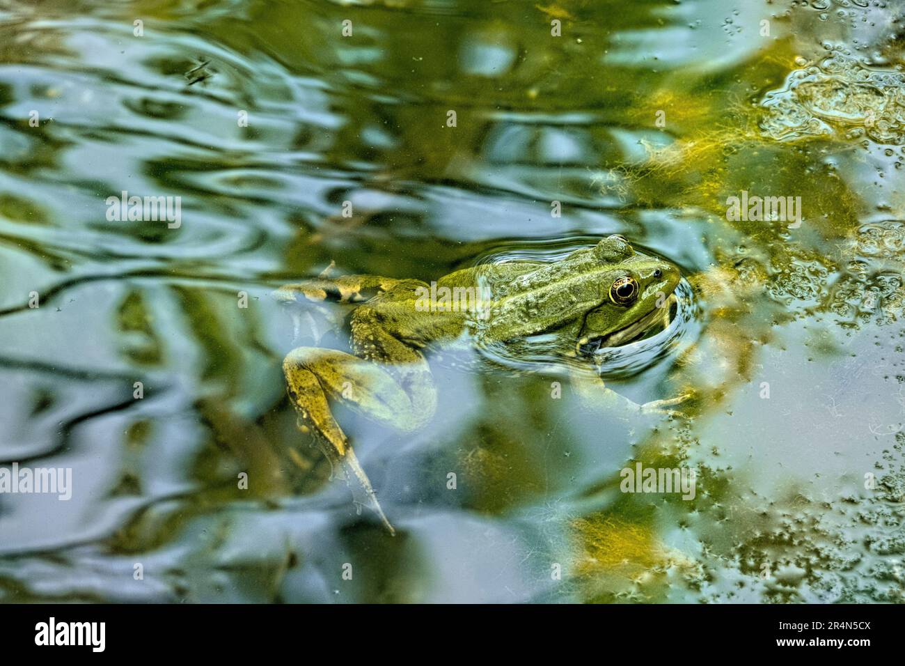 Anatolian water frog hi-res stock photography and images - Alamy