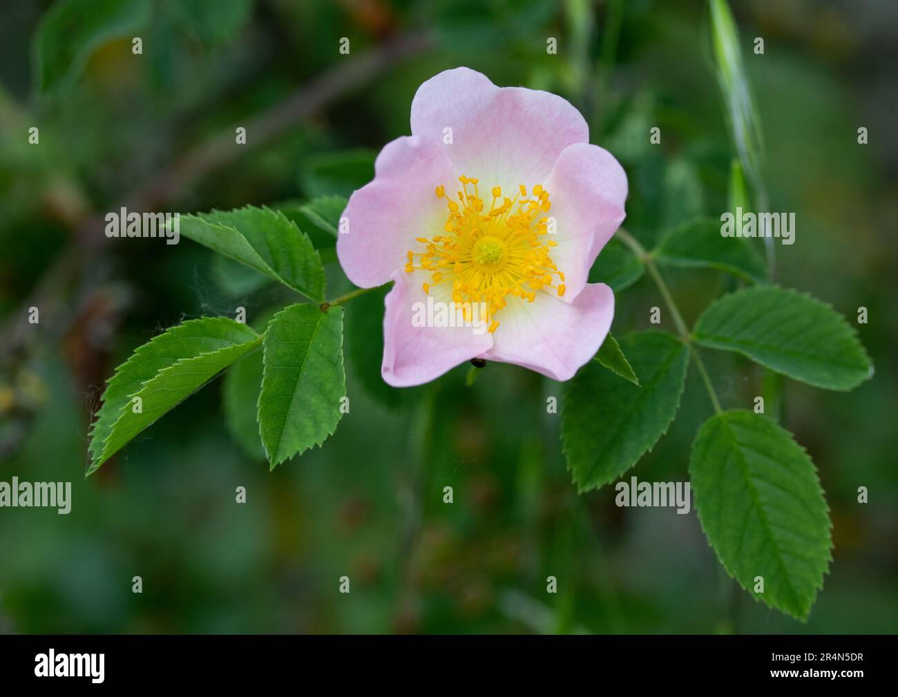 Rosehip leaf hi-res stock photography and images - Alamy