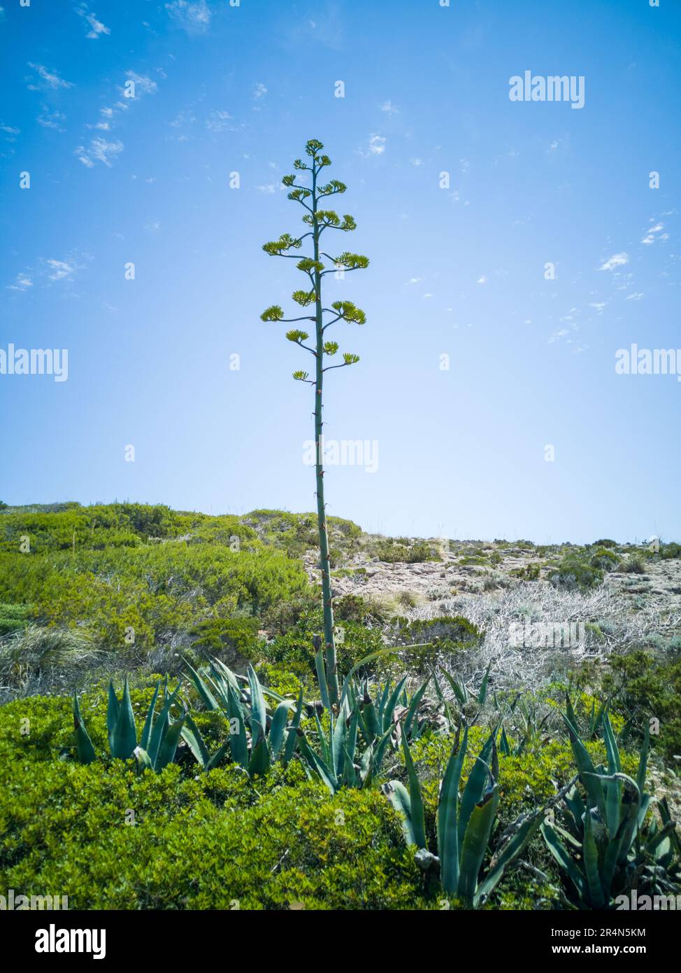 Agave farm flower hi-res stock photography and images - Alamy