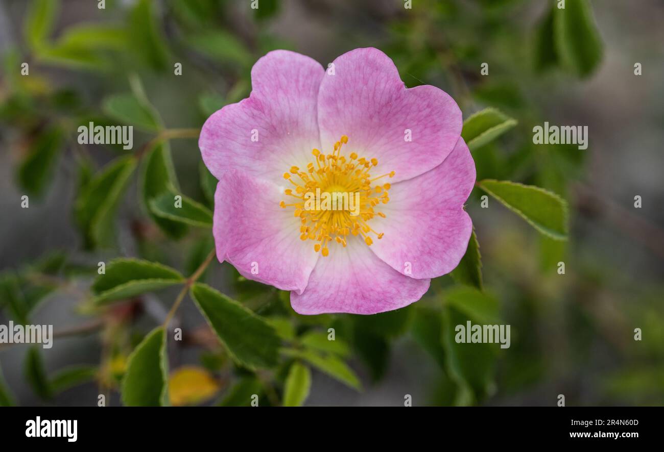 Rosehip leaf hi-res stock photography and images - Alamy