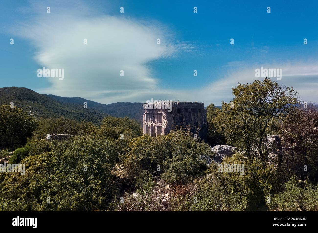 Phellus hi-res stock photography and images - Alamy