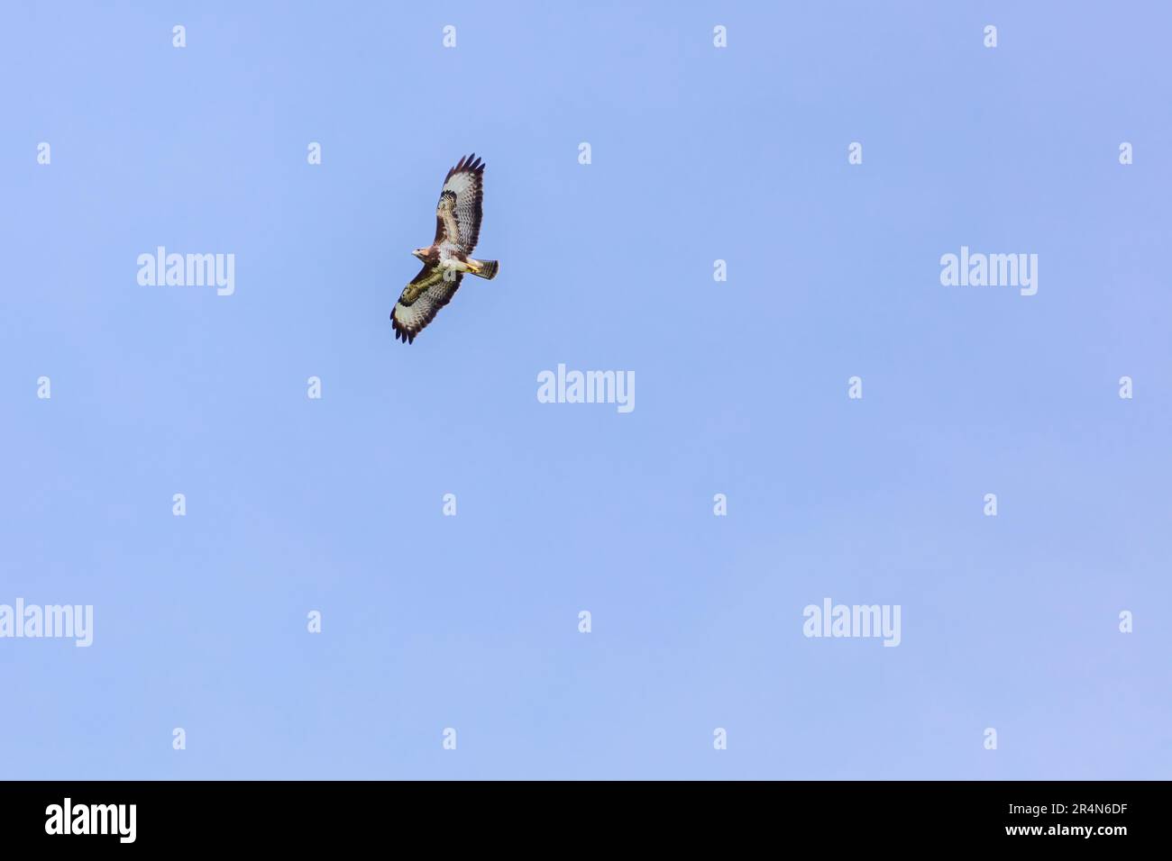 Birds of prey - Common buzzard flying, hawk bird, predatory bird Stock ...