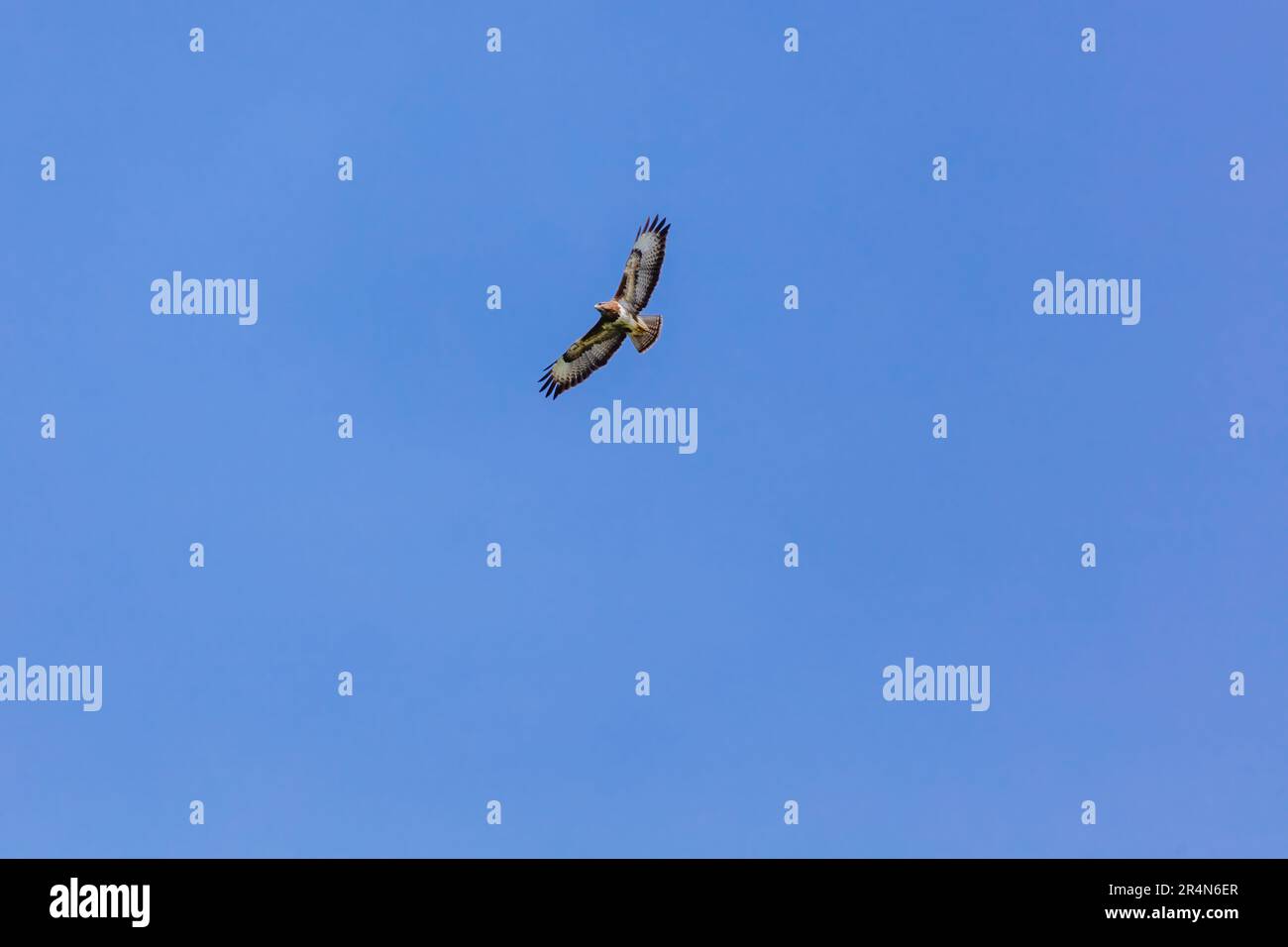 Birds of prey - Common buzzard flying, hawk bird, predatory bird Stock ...