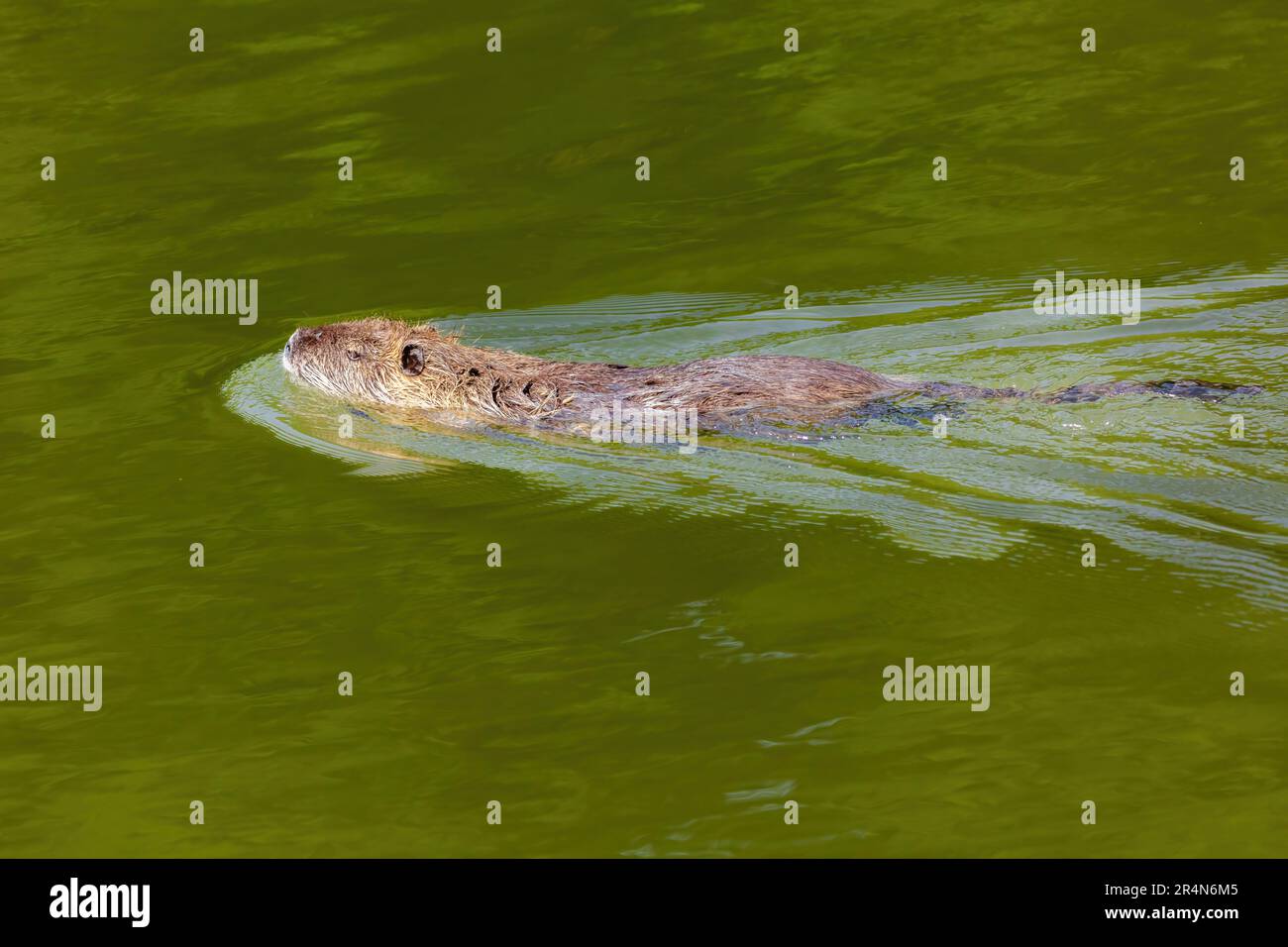Wildlife Photos - coypu or nutria swimming in the river Stock Photo - Alamy