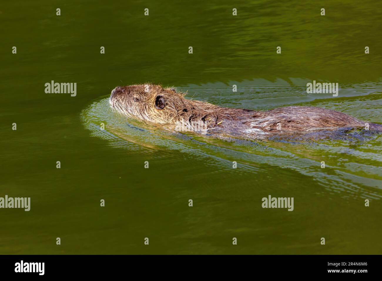 Wildlife Photos - coypu or nutria swimming in the river Stock Photo - Alamy