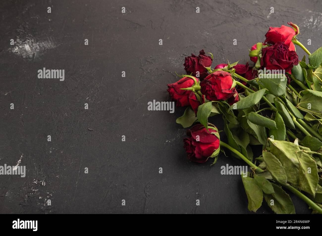 Withered, decaying, roses flowers on black concrete background. Side ...
