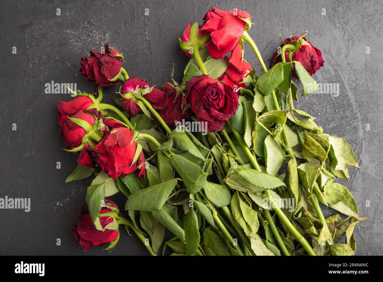 Withered, decaying, roses flowers on black concrete background. top ...