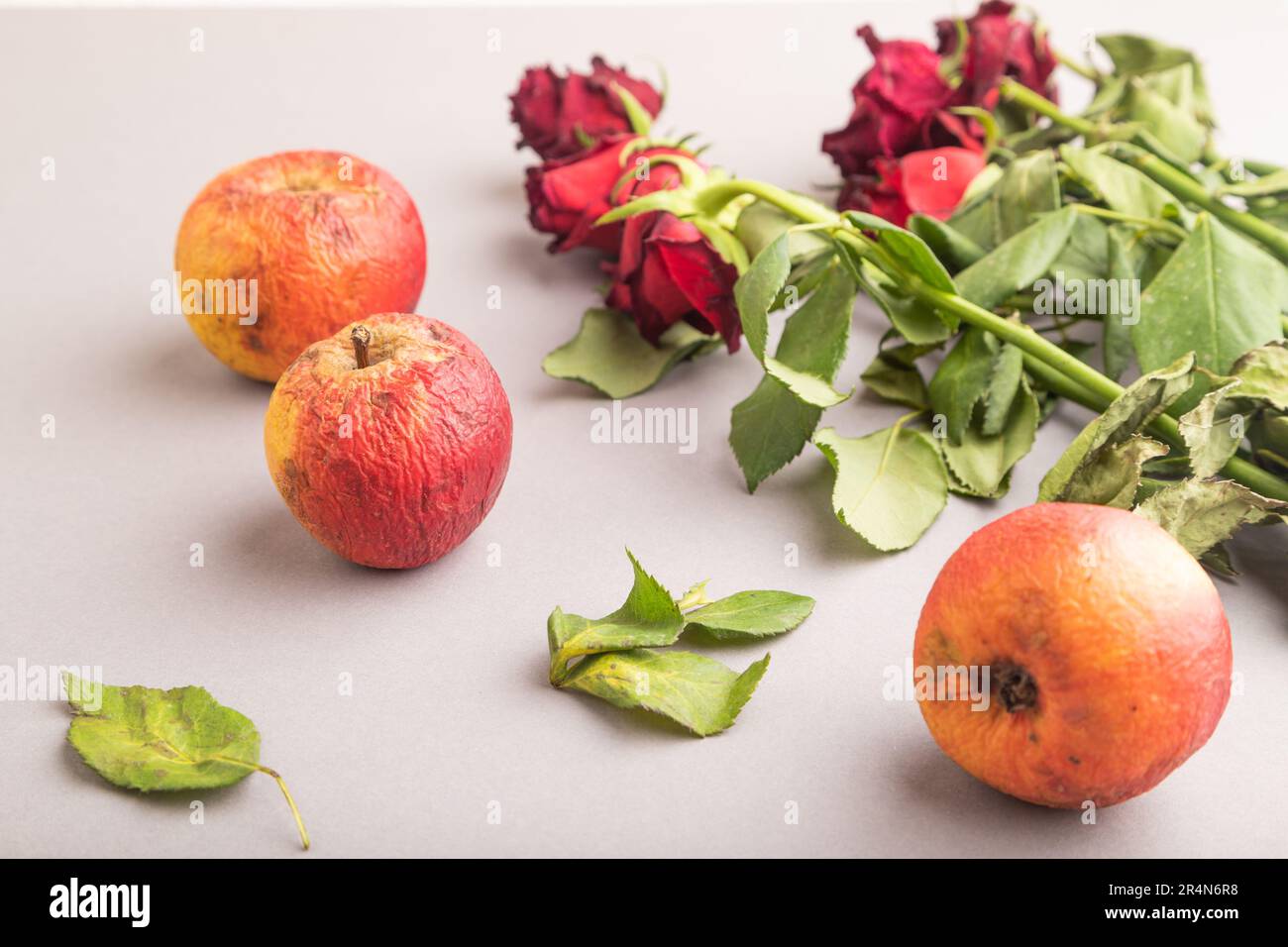 Withered, decaying, roses flowers and apples on gray pastel background ...