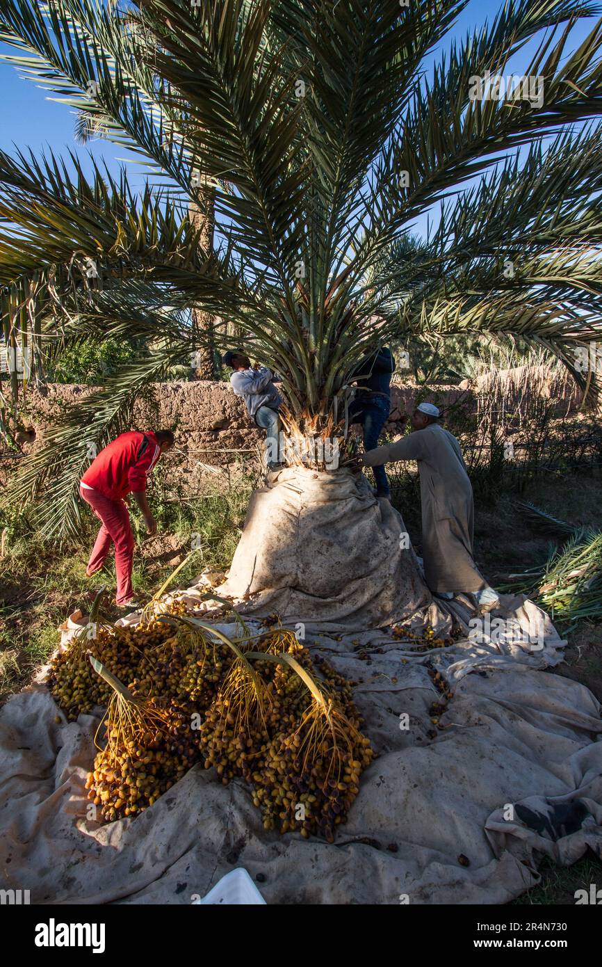 A Moroccan Farming Family Engaged in Date Harvesting in Agdz, Southern ...