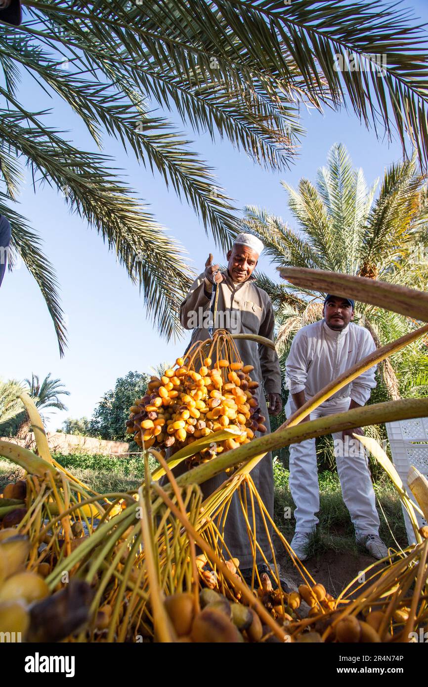 Family of Moroccan Agriculturists Plucking Dates from a Date Palm in ...
