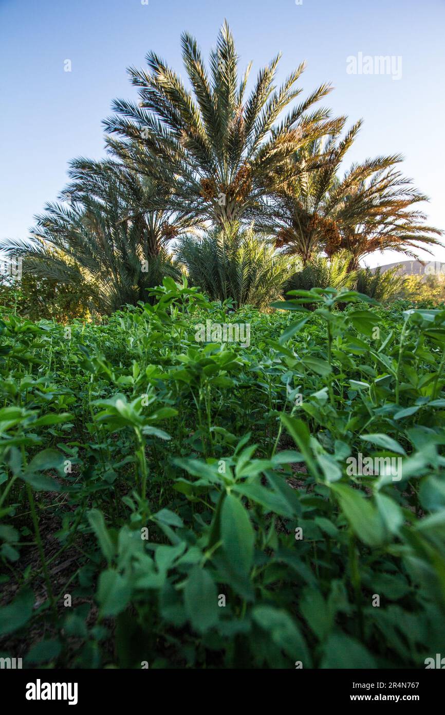 Date Palm Trees Gracing the Agdz Oasis in the Southern Part of Morocco ...