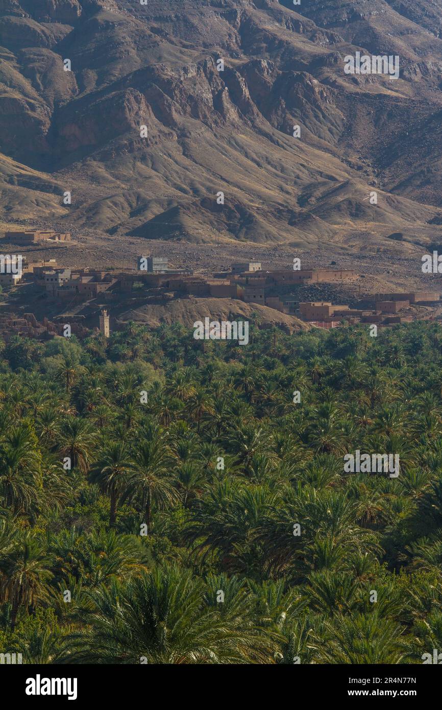 Southern Moroccan Landscape: Date Palms in the Agdz Oasis Stock Photo ...
