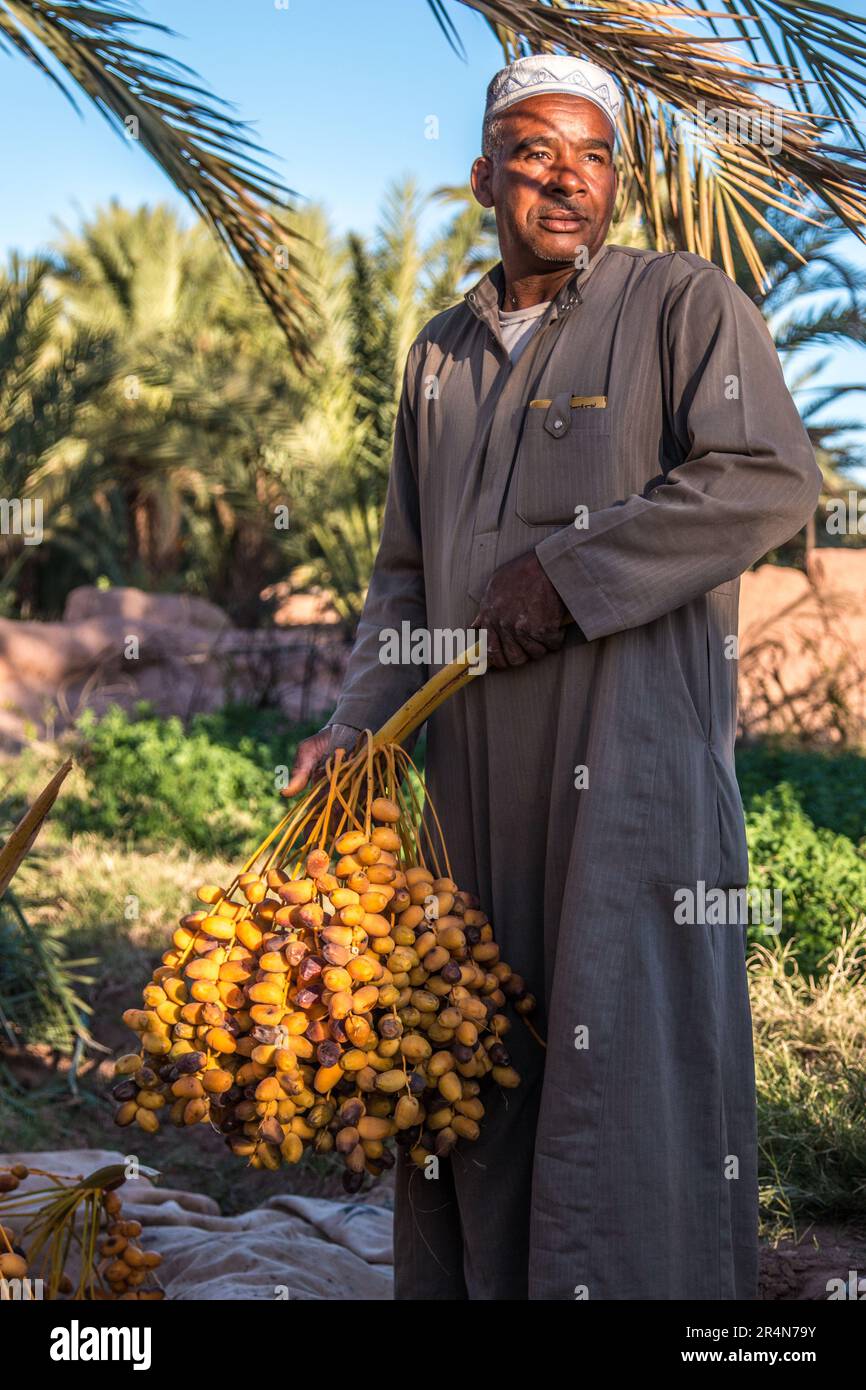 Proud date palm farmer hi-res stock photography and images - Alamy