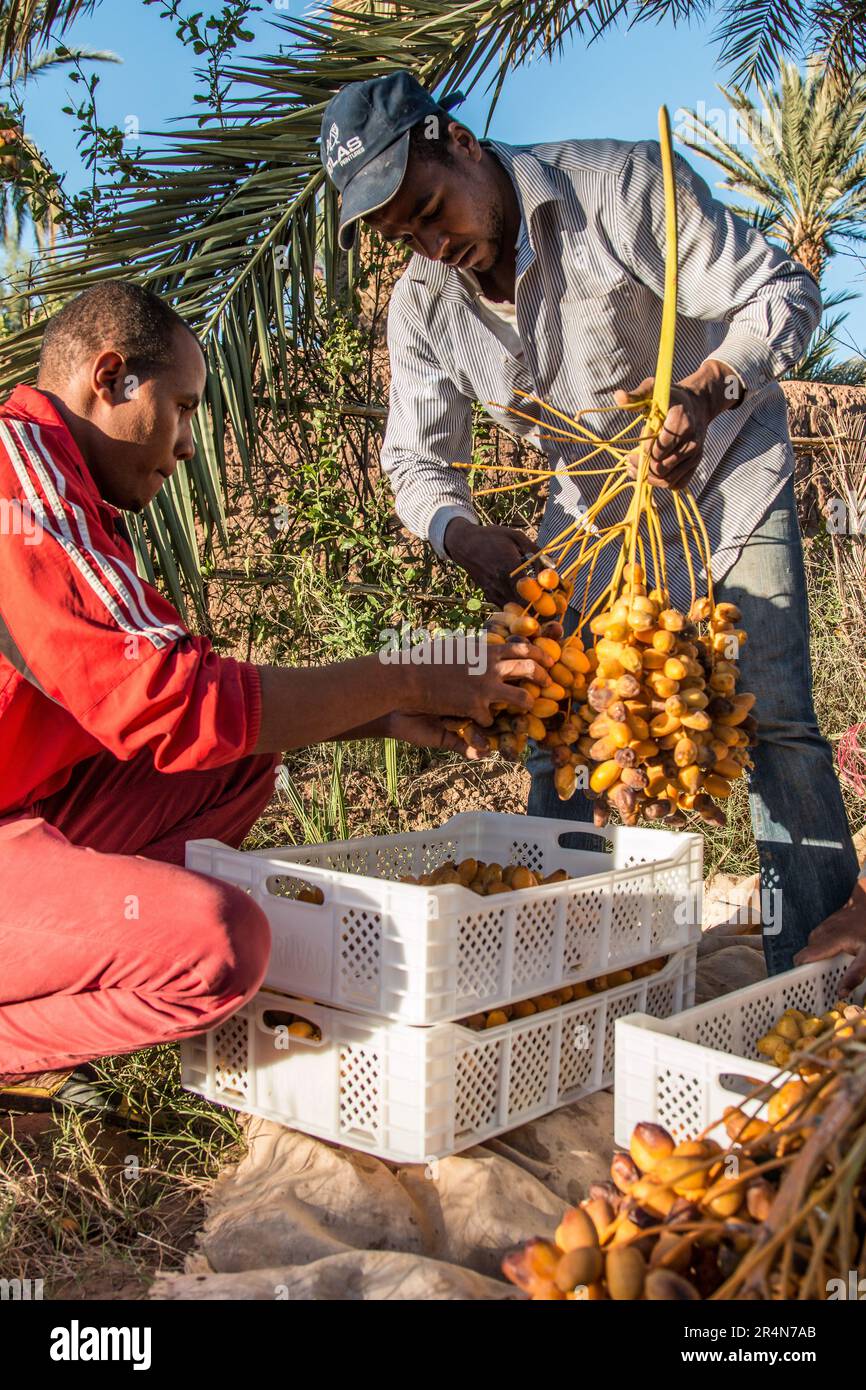 Moroccan Farming Family Actively Harvesting Dates from a Palm Tree in ...