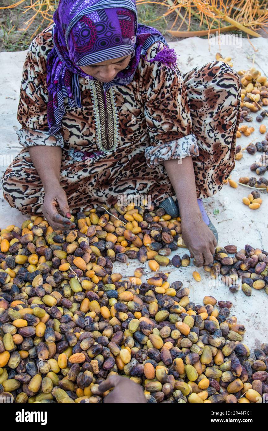 The Task of Sorting and Boxing Dates Undertaken by a Moroccan Woman in ...