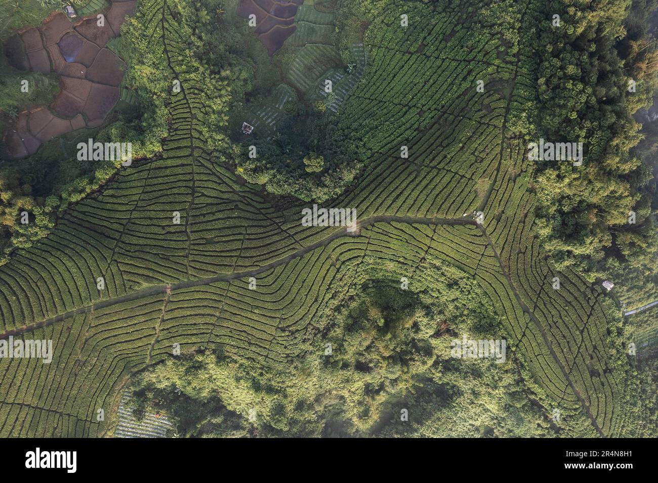 Aerial view tea plantations on hi-res stock photography and images - Alamy