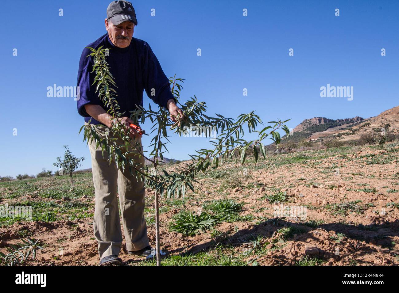 Almond Tree Pruning for Fruit Production Conducted by a Moroccan Farmer ...