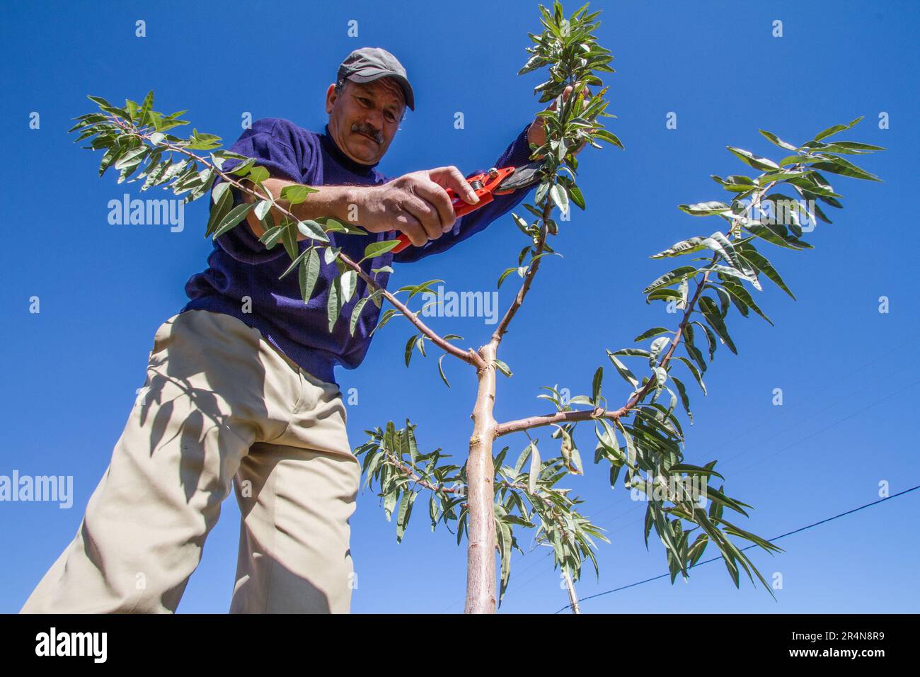 Moroccan Farmer Actively Engaged in the Pruning of an Almond Tree for ...