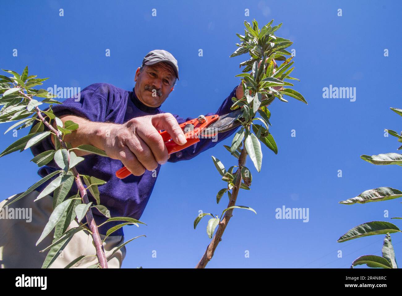 Fructification Pruning of an Almond Tree by a Moroccan Agriculturist ...