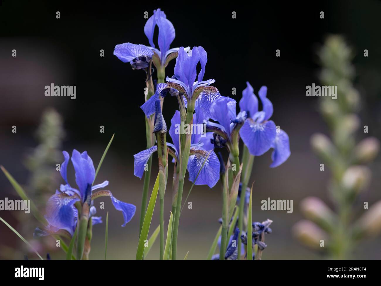 Blue Iris plants flowering in an English garden Stock Photo - Alamy