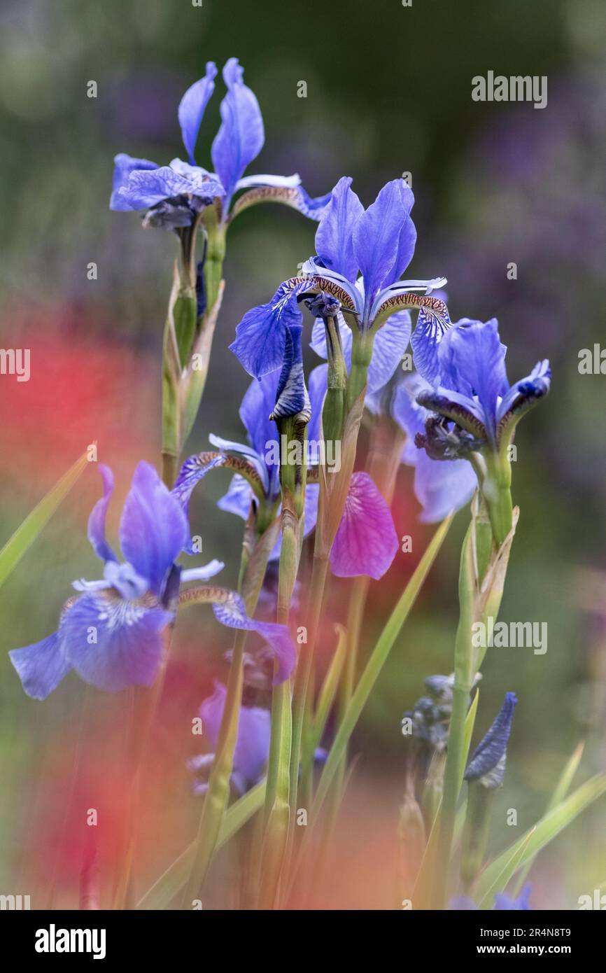 Blue Iris plants flowering in an English garden Stock Photo - Alamy