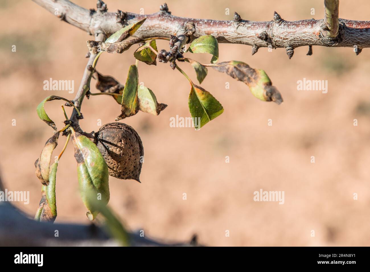 Almond tree harvest hi-res stock photography and images - Alamy