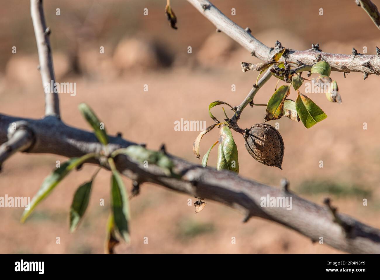 Mature almond tree hi-res stock photography and images - Alamy