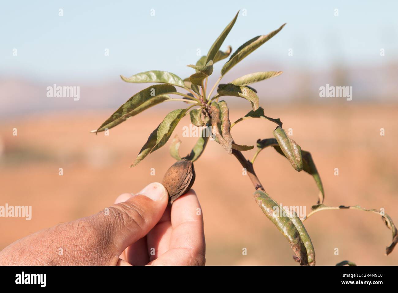 Agriculturalist Harvesting an Almond from an Almond Tree Stock Photo ...