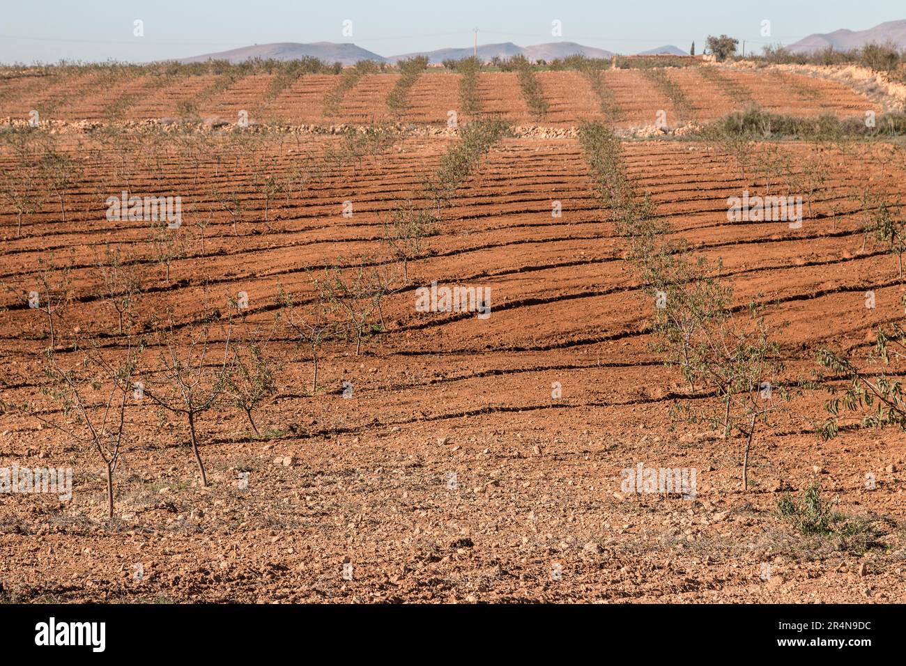 Almond Farm Background
