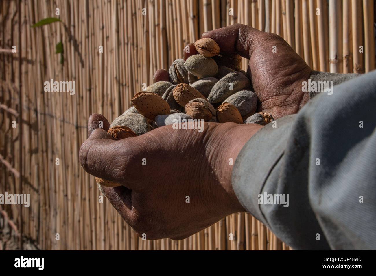 Agricultural shells hi-res stock photography and images - Alamy