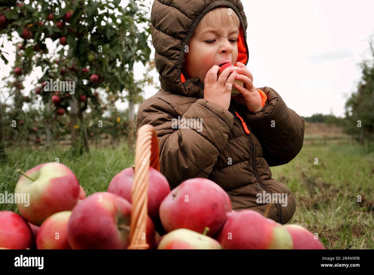 Young Child in the Apple Orchard before Harvesting. Small Toddler Boy ...