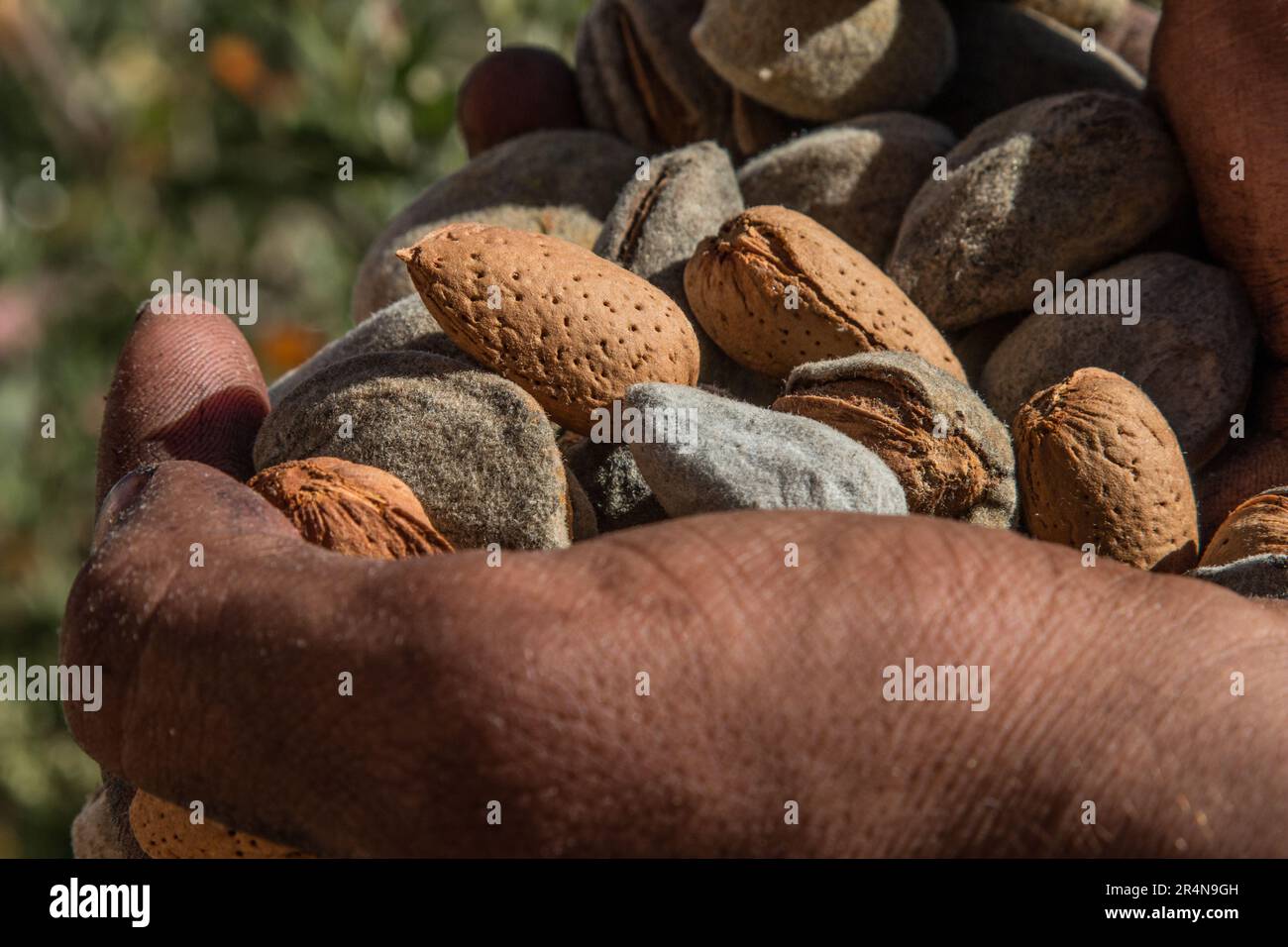 Moroccan Farmer's Hands Holding Almonds in Their Husks Stock Photo - Alamy