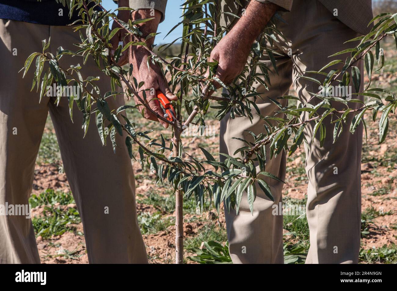 Almond tree management hi-res stock photography and images - Alamy
