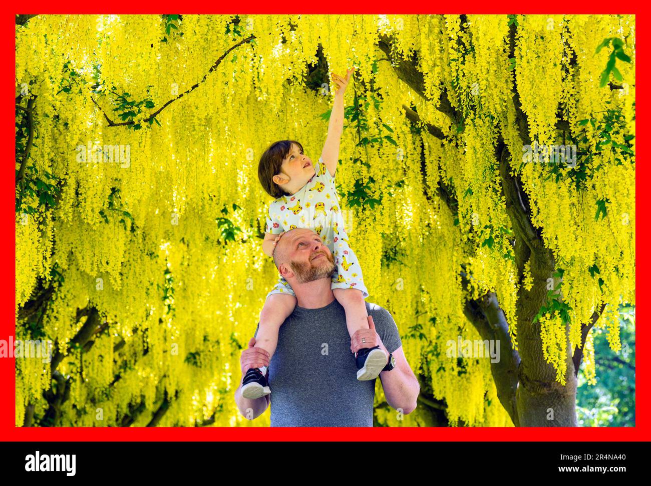 PABest Dave Hackett and his daughter Daisy, five, explore the laburnum ...