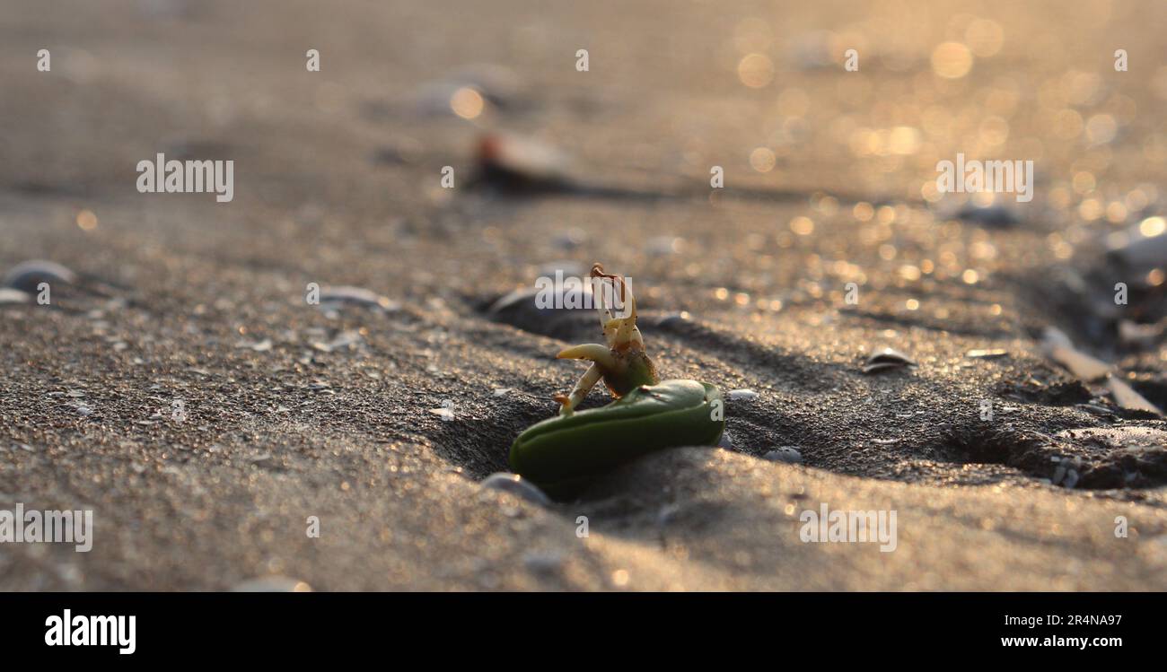 The beauty of mangrove seeds when they germinate for future ...