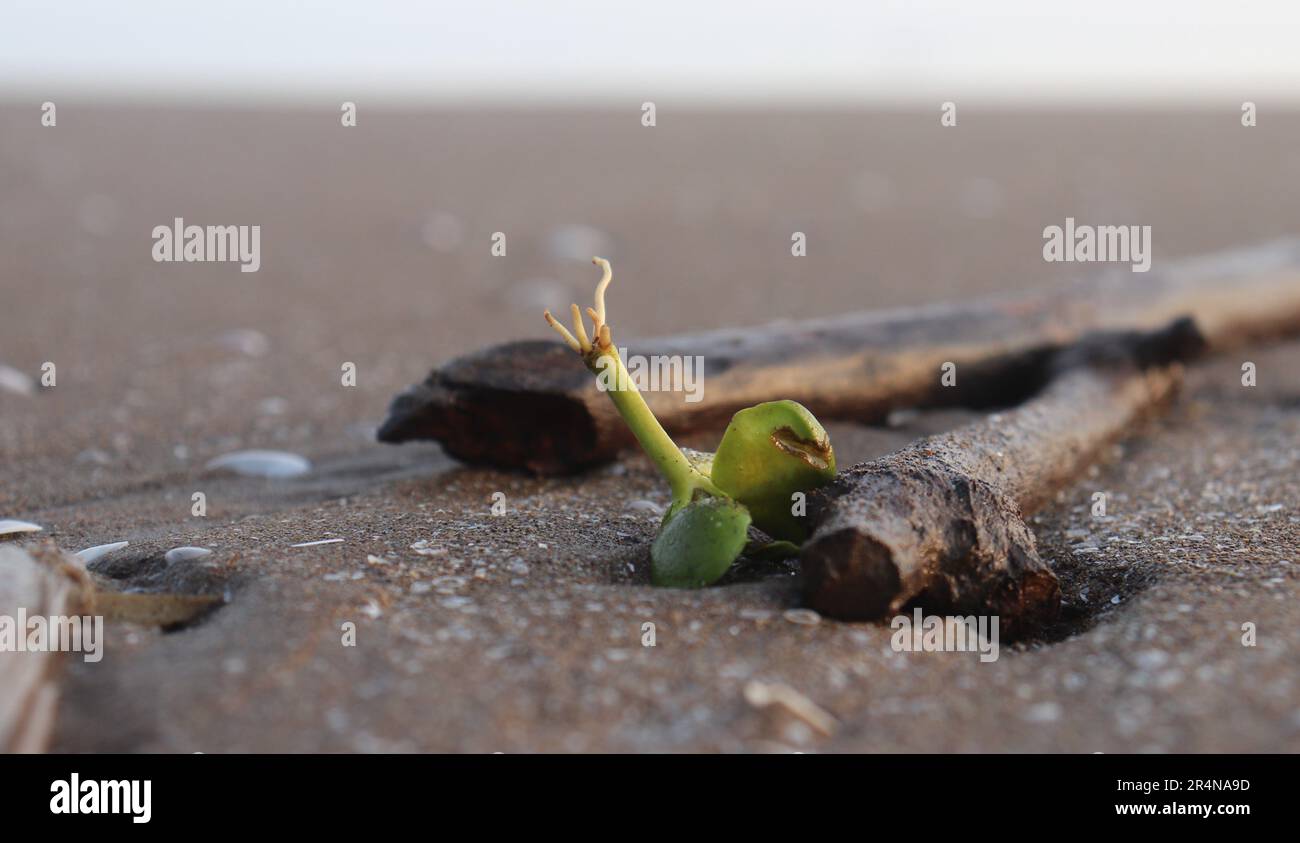 The beauty of mangrove seeds when they germinate for future ...
