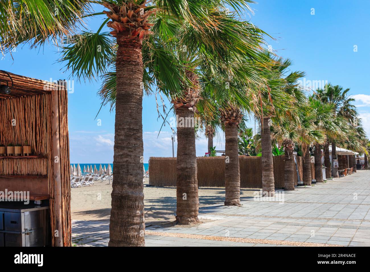 Palm trees on tropical beach . Coastal pavement and palms Stock Photo ...