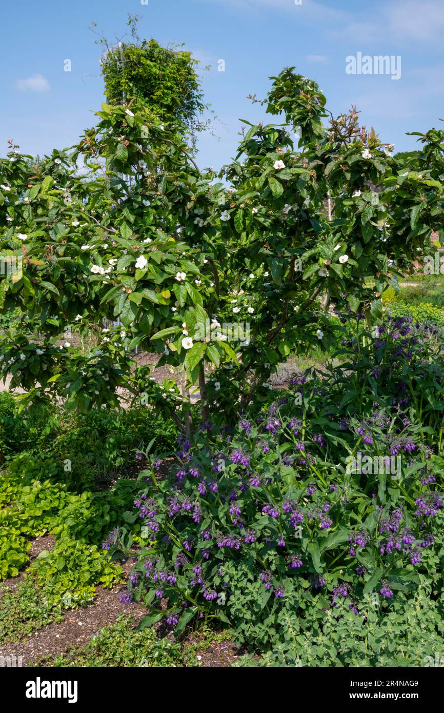 Common Medlar (Mespilus Germanica) with purple Comfrey planted beneath ...