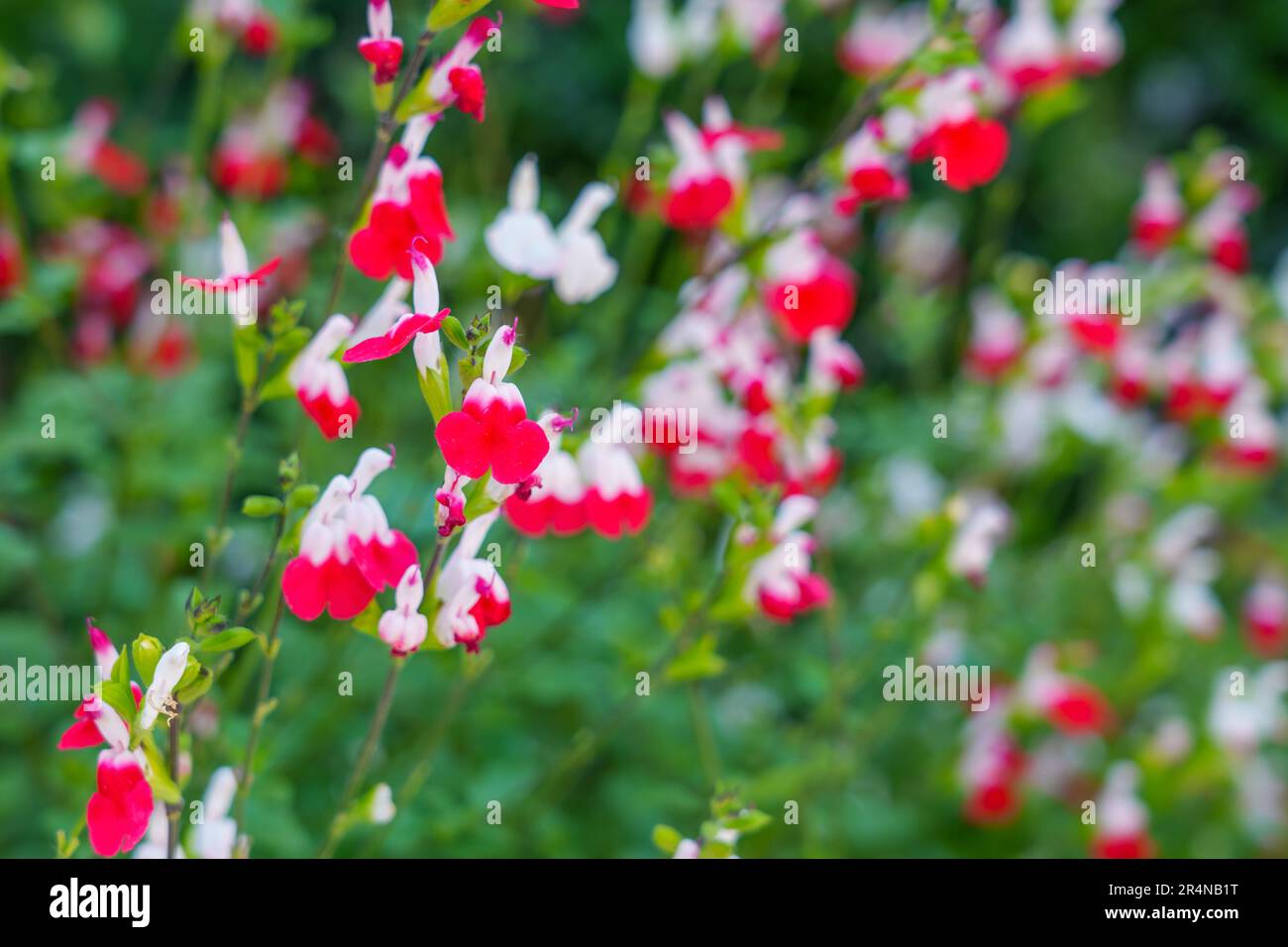 Red Hot Lips flowers. Salvia microphylla plant blooming in a spring ...