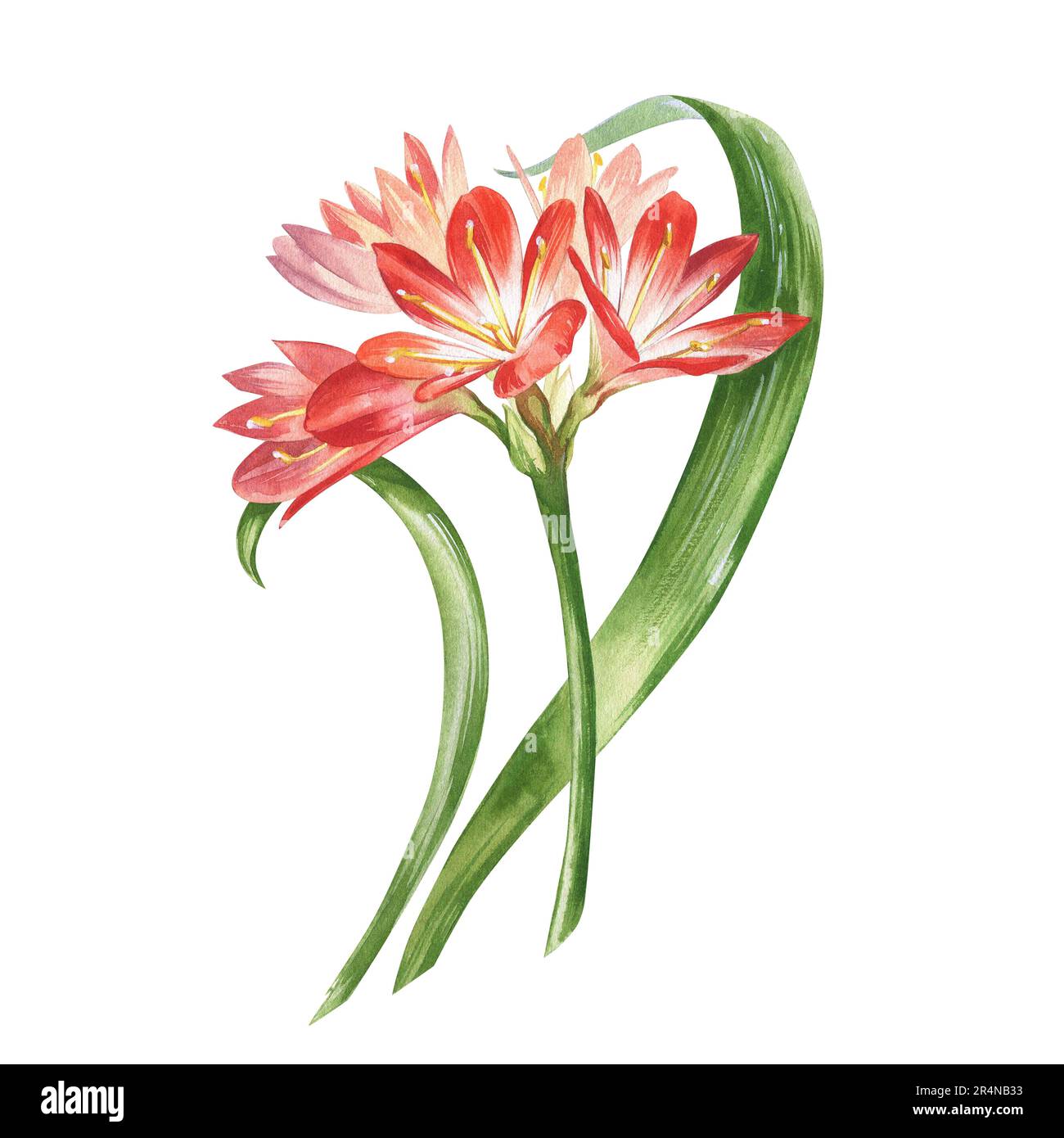 Red amaryllis flowers isolated on white background. Watercolor hand ...
