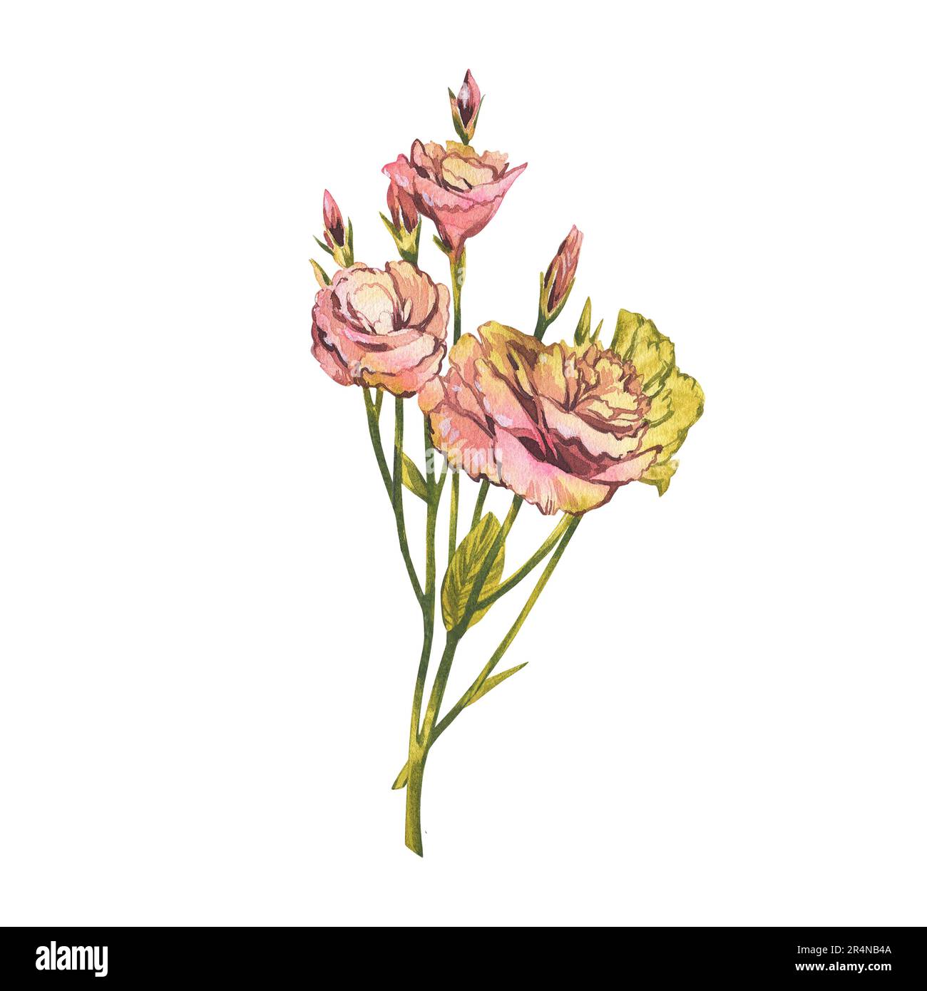 Eustoma flowers pink color isolated on white background. Watercolor ...