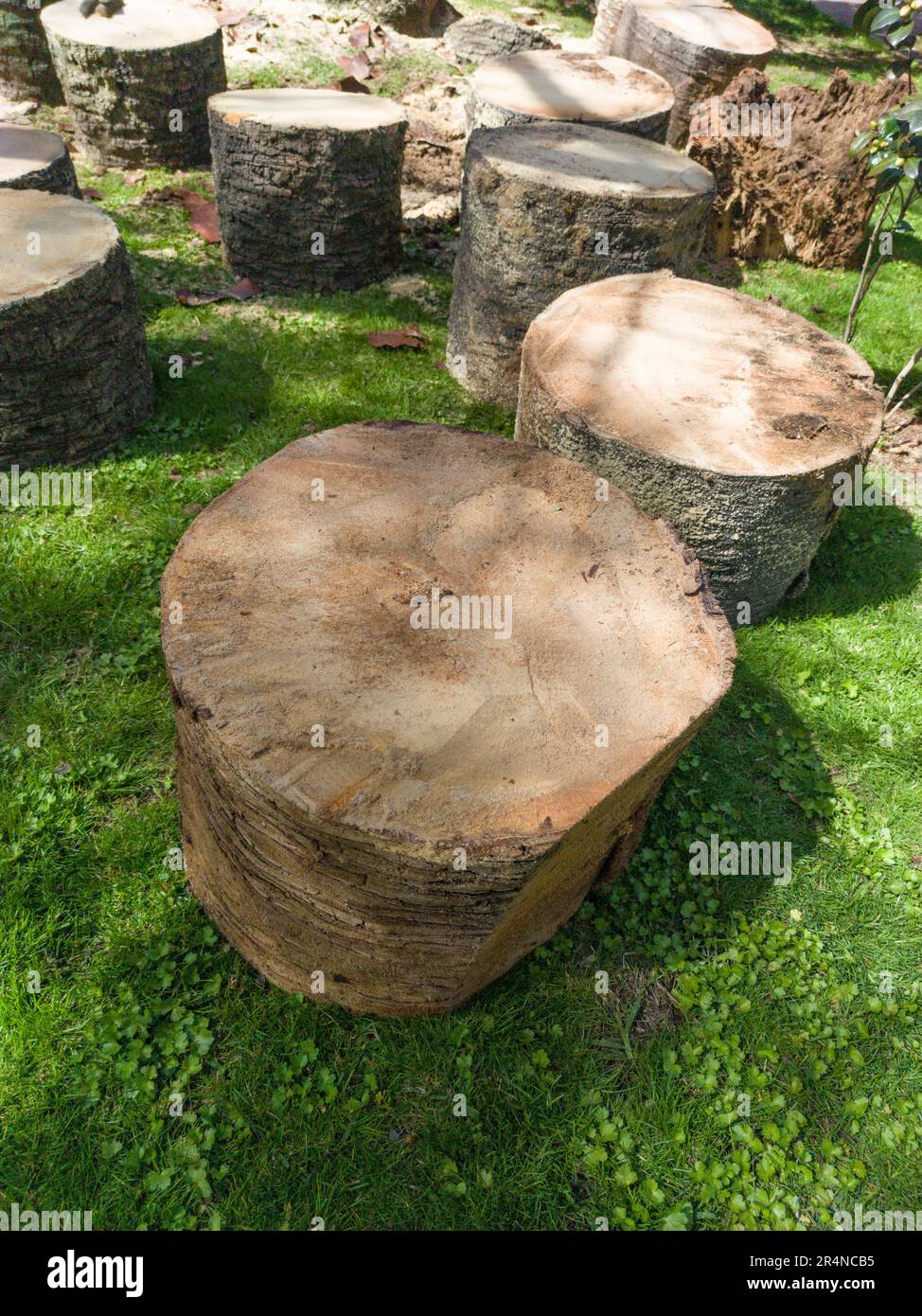 Palm trees attacked by the plague of red palm weevil. View of felled ...