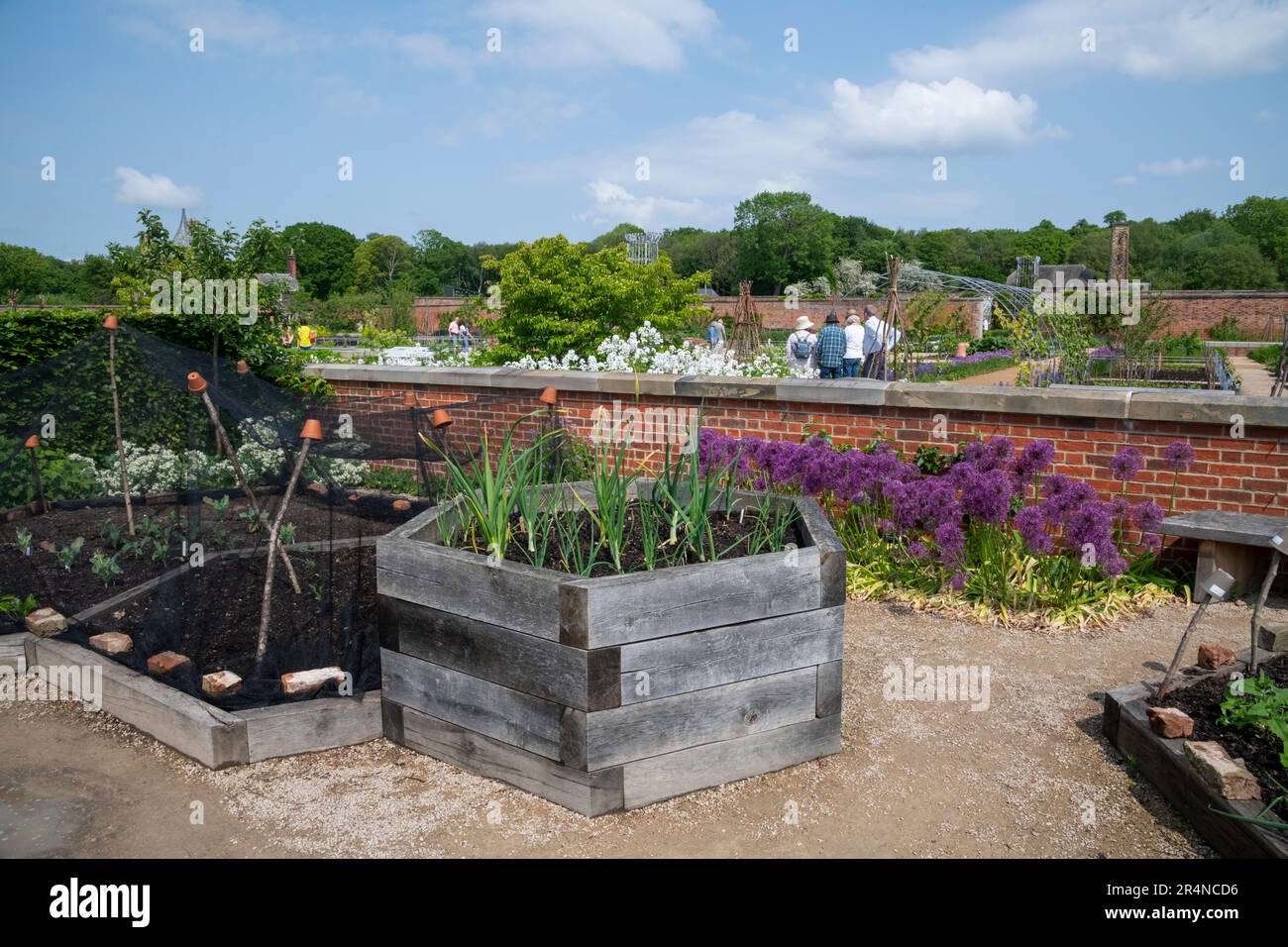Purple Alliums flowering in the community grow area of RHS Bridgewater ...