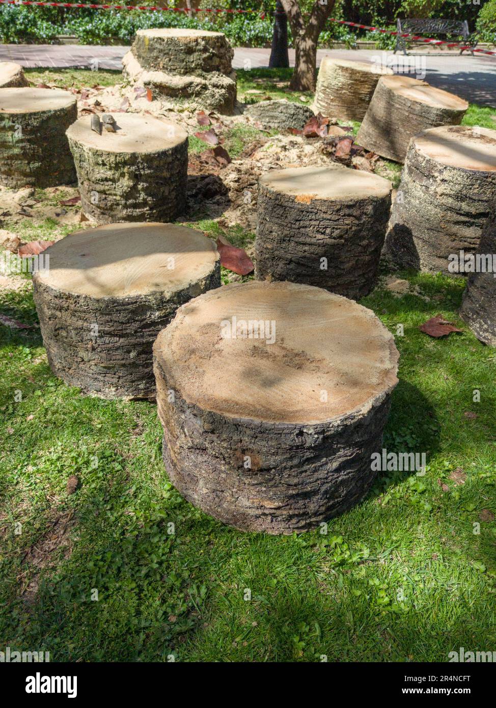 Palm trees attacked by the plague of red palm weevil. View of felled ...