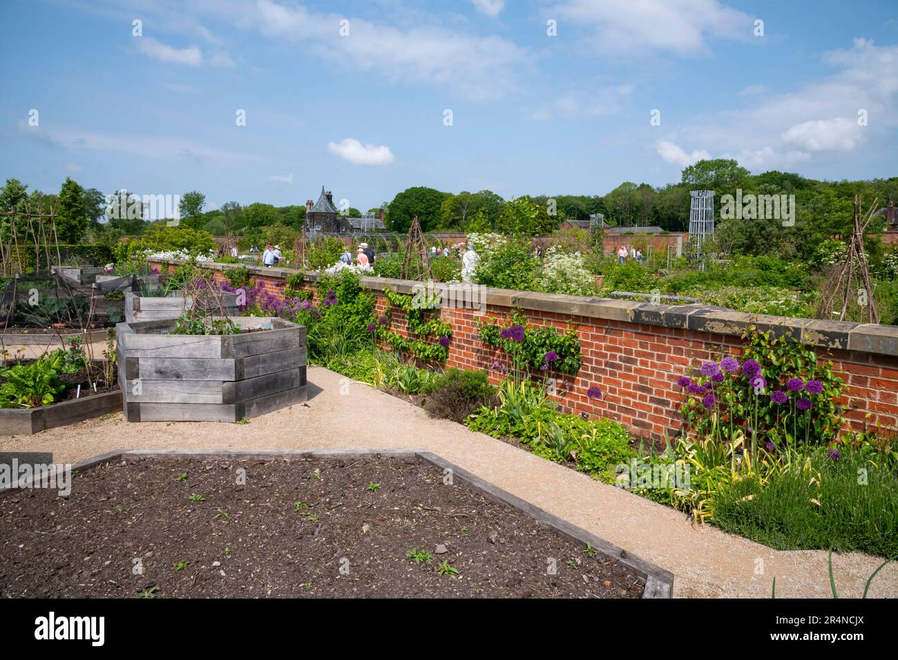 Purple Alliums flowering in the community grow area of RHS Bridgewater ...