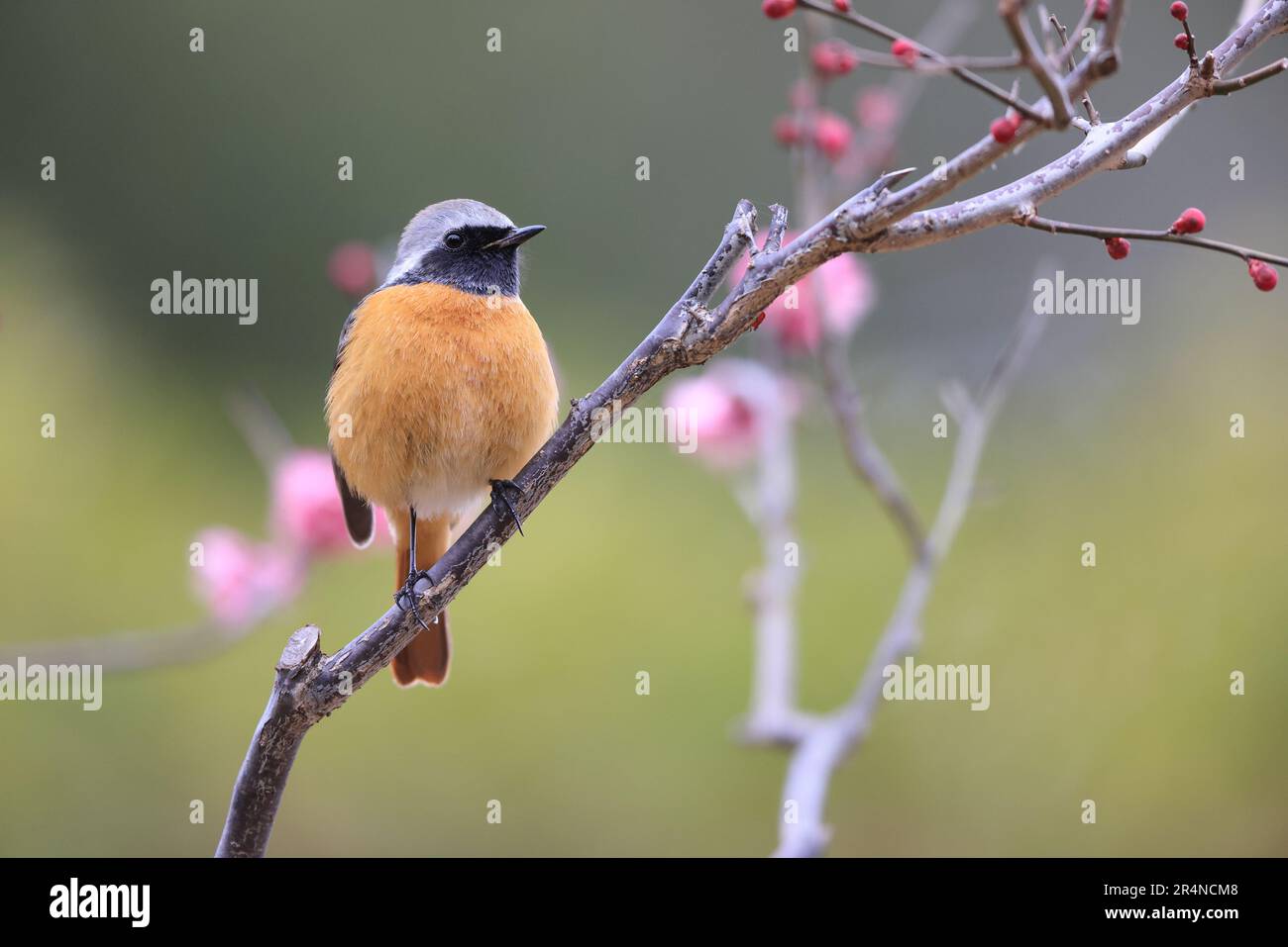 Daurian redstart (Phoenicurus auroreus) male with plum blossom in Japan ...